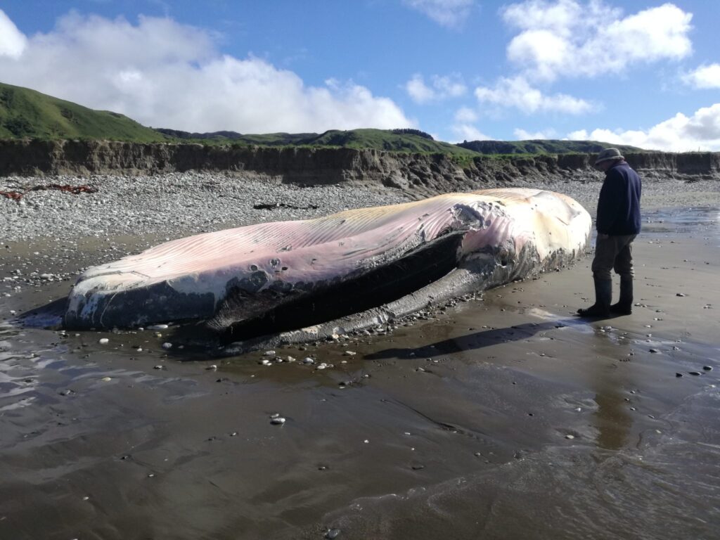 Blue whale washes ashore - Wairarapa Times-Age