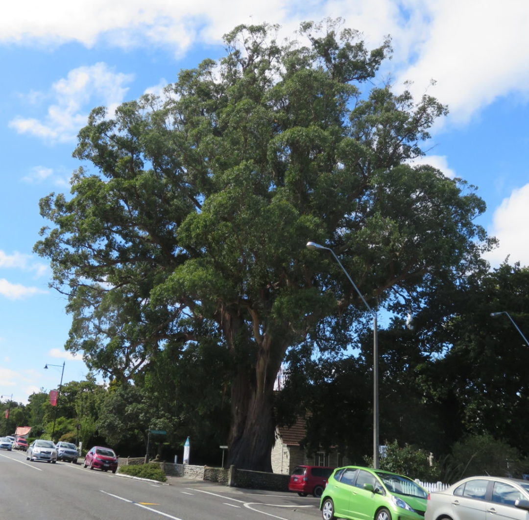 Greytown’s iconic giant gum tree out on a limb - Wairarapa Times-Age