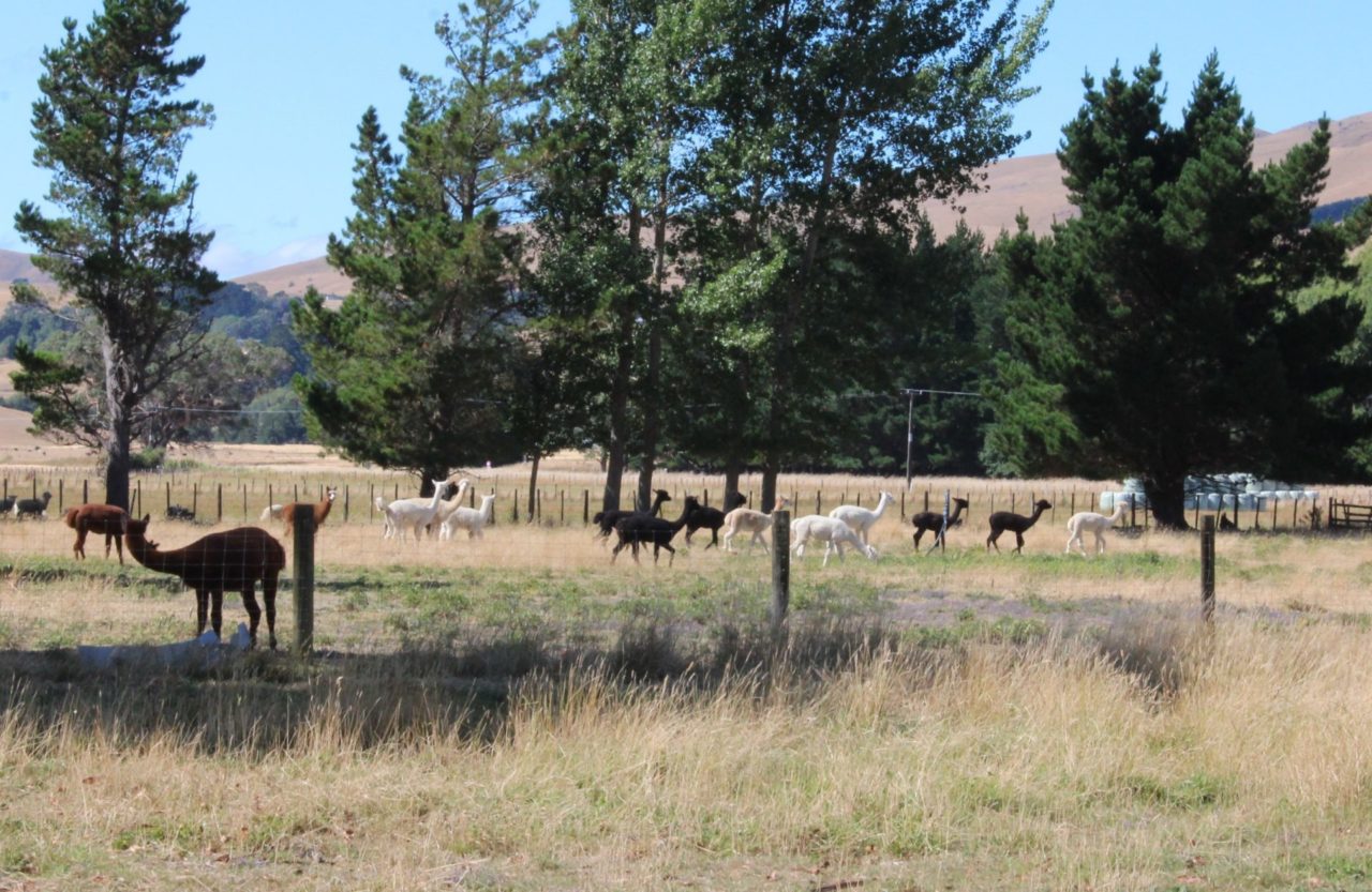 Masterton man behind New Zealand's alpacas - Wairarapa Times-Age