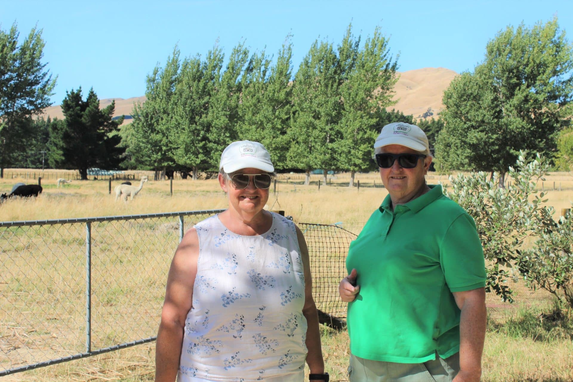 Masterton man behind New Zealand's alpacas - Wairarapa Times-Age
